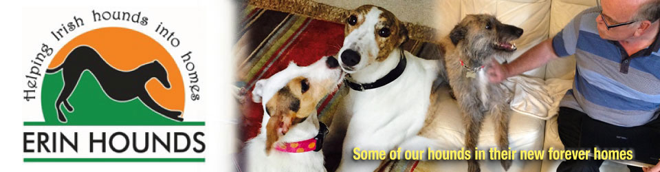 Lass – Reserved | Erin Hounds