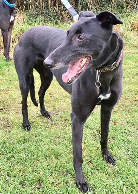 Lass – Reserved | Erin Hounds