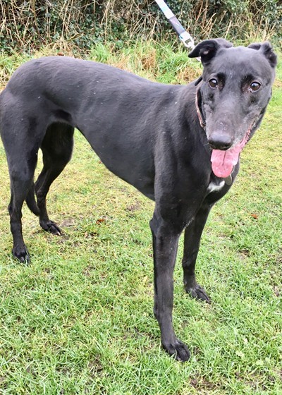 Lass – Reserved | Erin Hounds