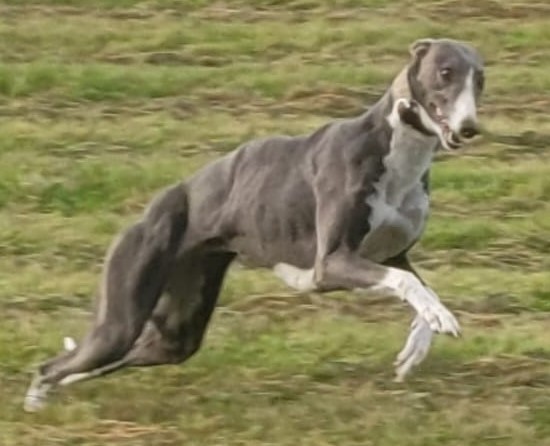 Ibis – Female Greyhound | Erin Hounds