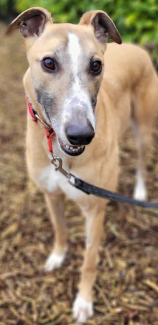 Temple – Male Greyhound | Erin Hounds