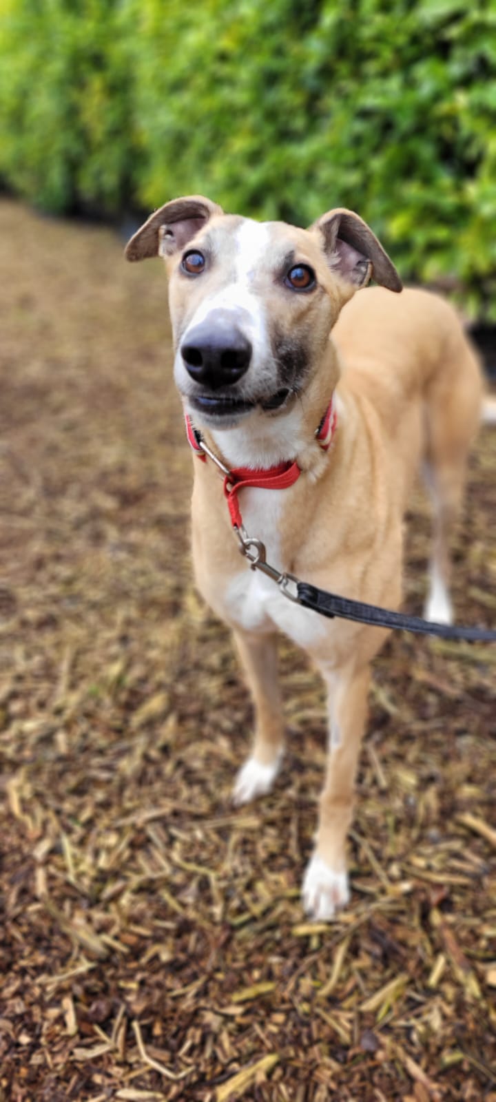 Temple – Male Greyhound | Erin Hounds