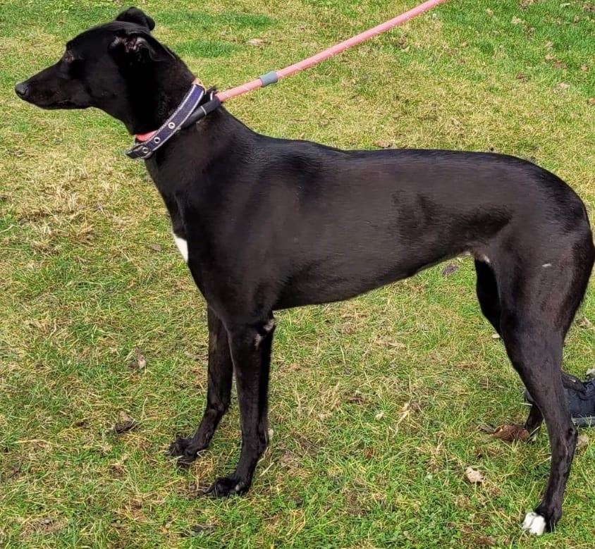 Grace – Female Greyhound | Erin Hounds
