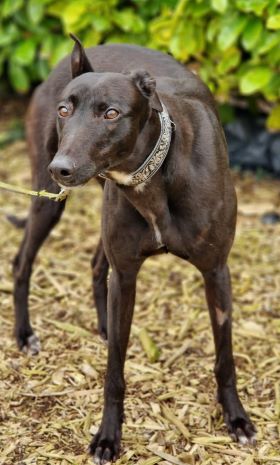 Medina – Reserved | Erin Hounds