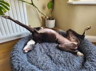 Princess – Female Greyhound | Erin Hounds